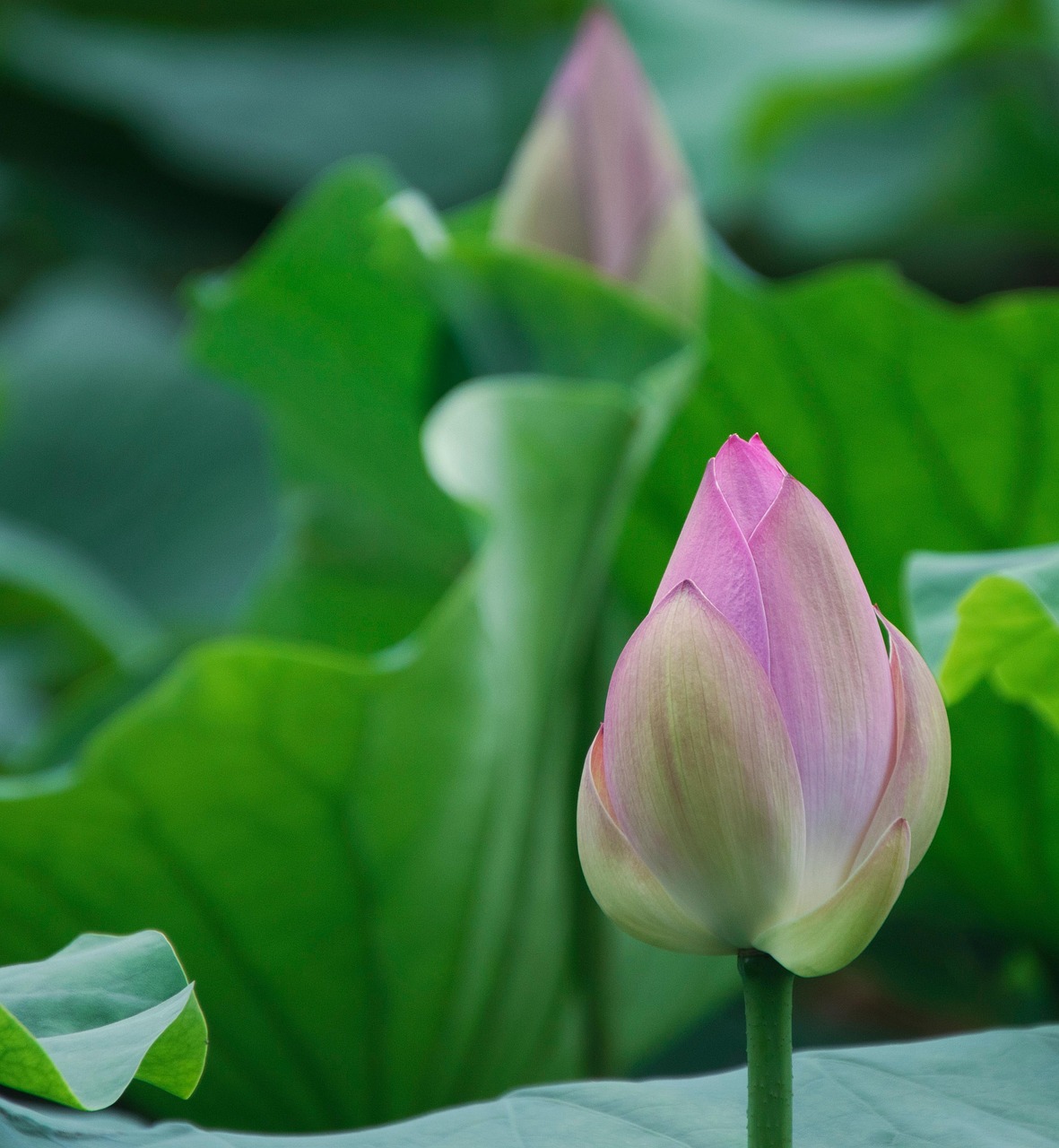 10-week Blossom. Be Your Own Guru - Introduction to Vedic Diet and ...
